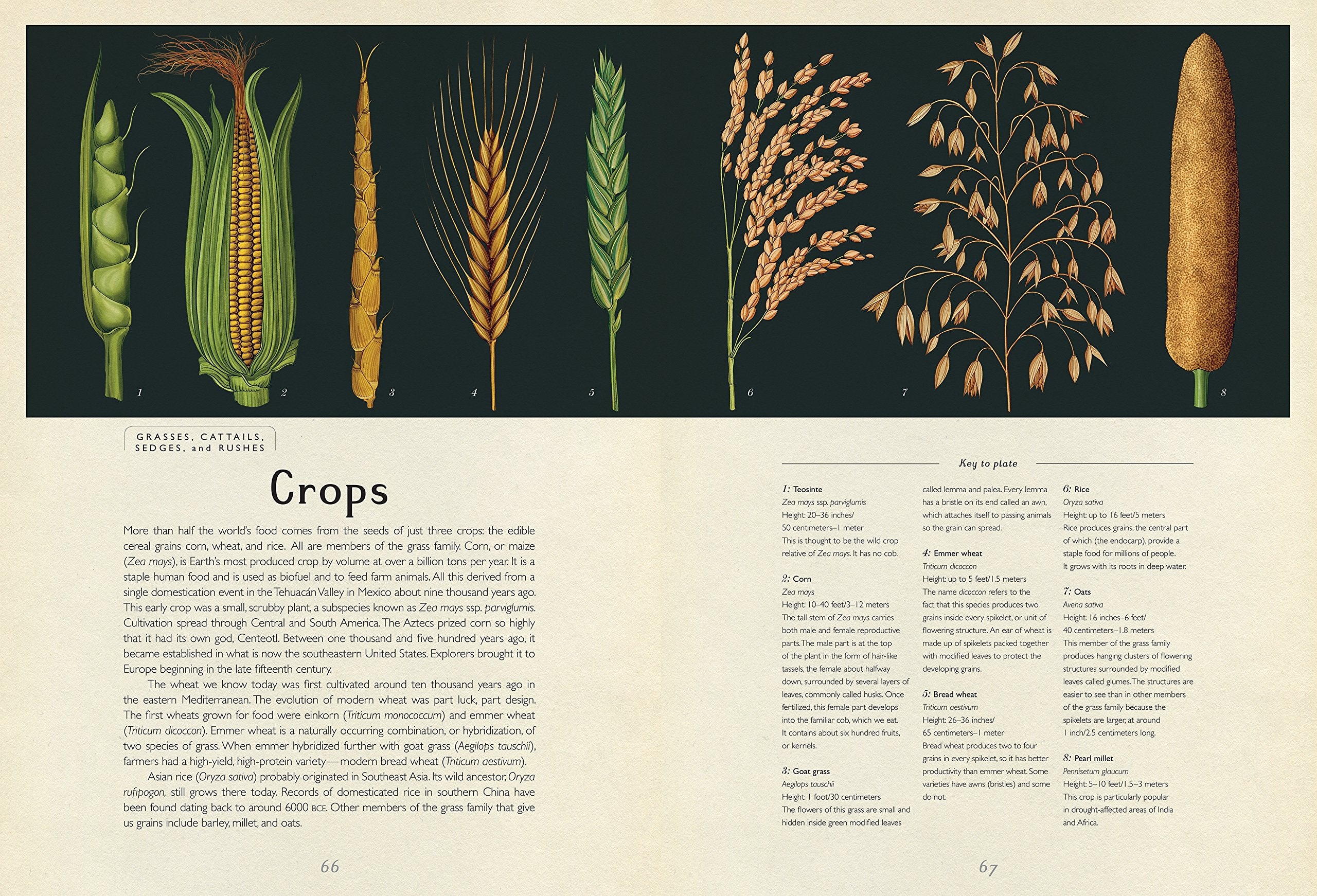 botanicum | Penguin Random House Books | Poppy Store – Poppy Marché