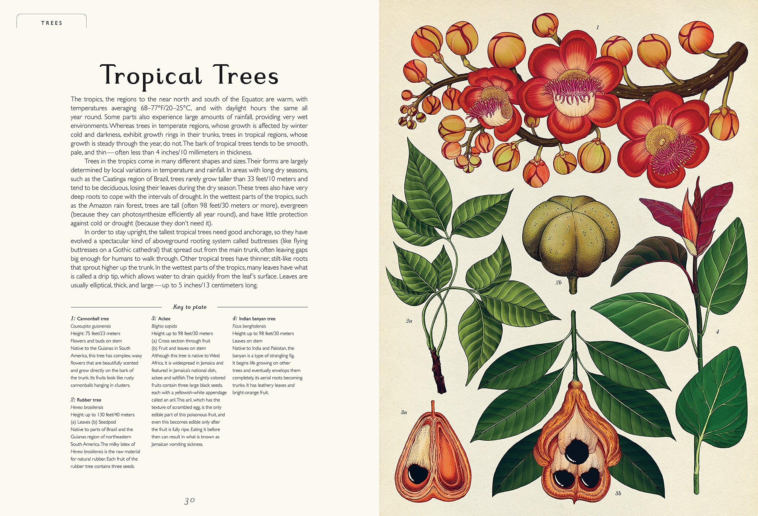 botanicum | Penguin Random House Books | Poppy Store – Poppy Marché